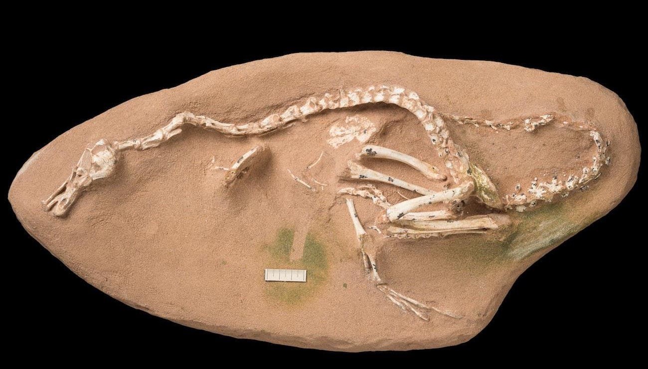 Primeval Online - Őslénytani Blog: Halszkaraptor escuilliei - Vízi ...