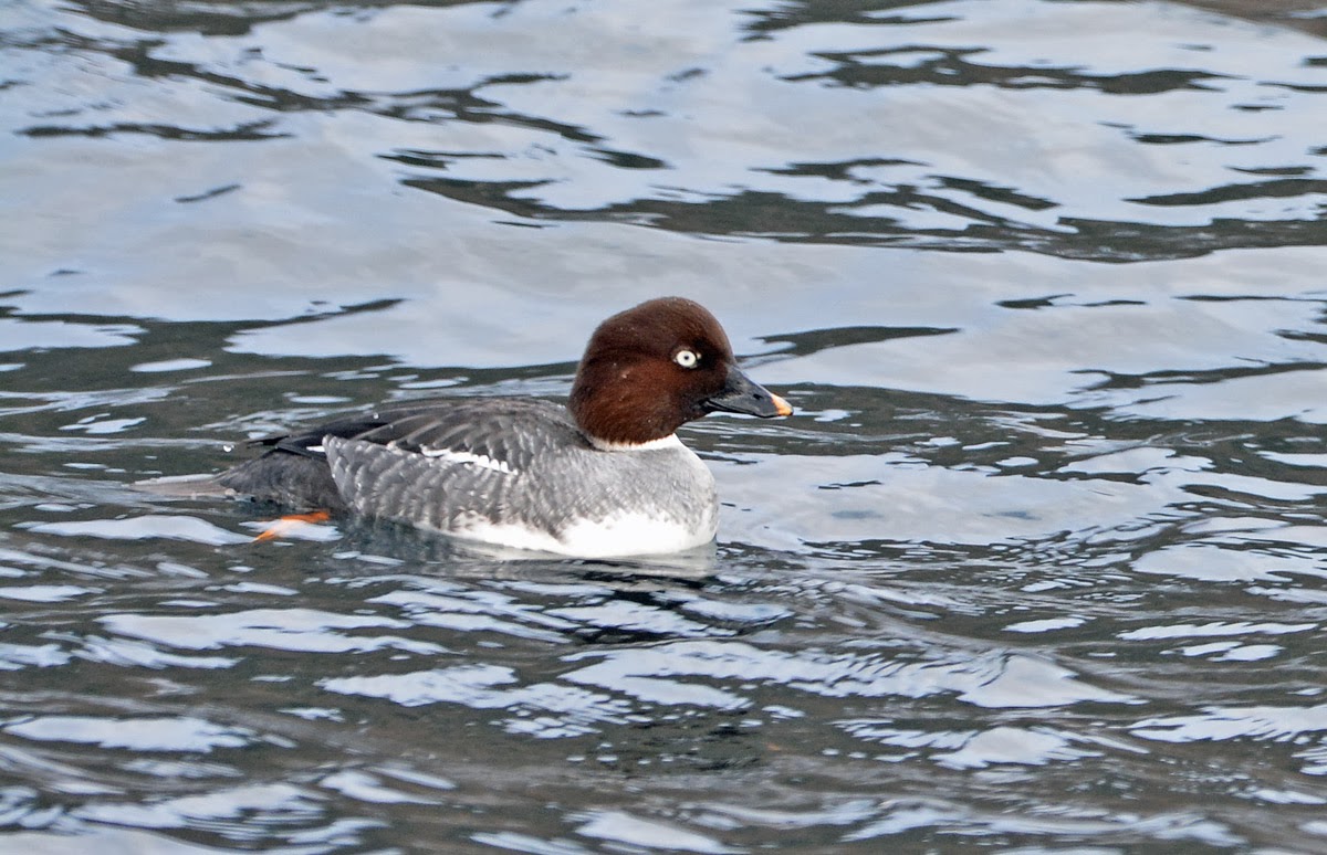 HAO-loggen: Bilder JANUAR 2014