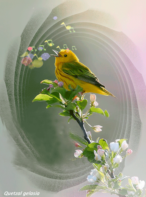 Pin by Sevgi Yılmaz on Moving Pictures | Beautiful gif, Beautiful birds ...