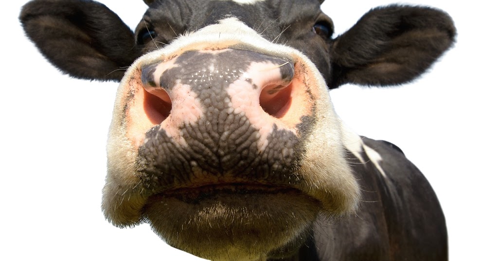Veterinary X-Ray: July 8th is National Cow Appreciation Day...Bravo to ...