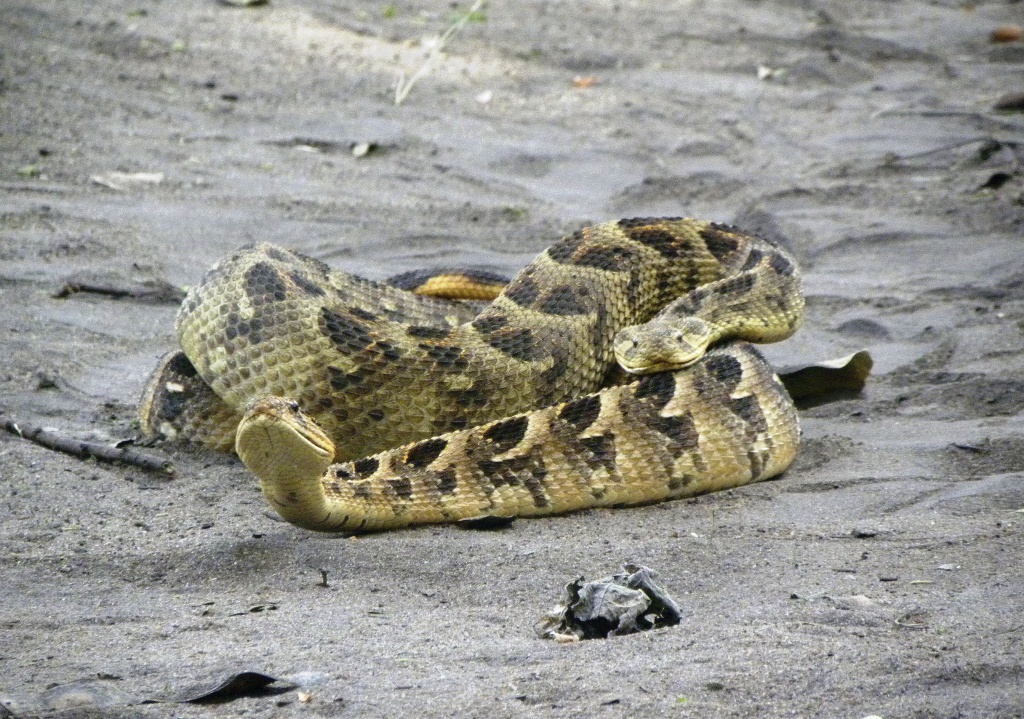 Nomad | Mating Puff Adders!