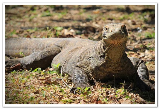 From Indonesia to The World: Flora dan Fauna Indonesia