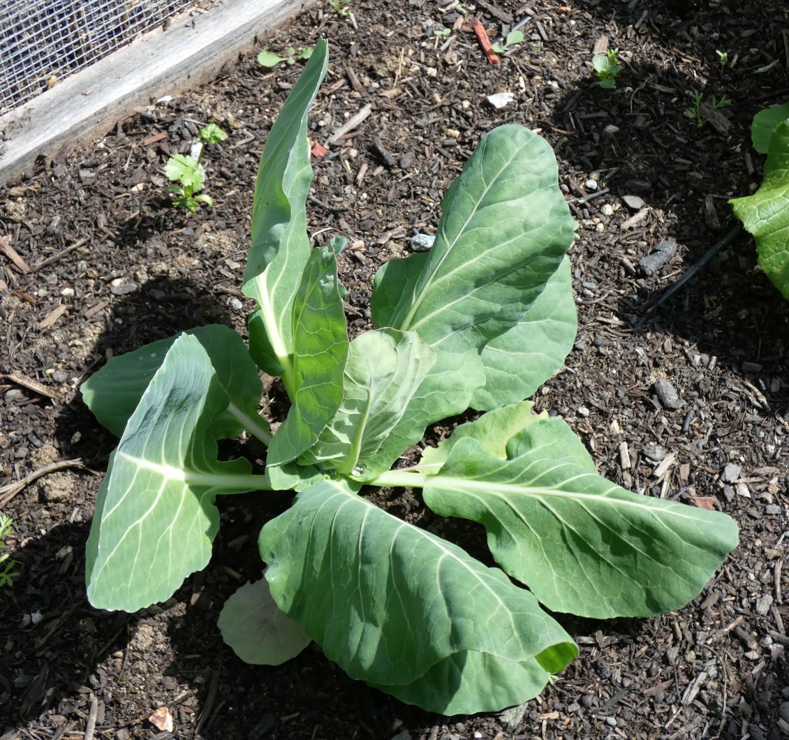 From Seed To Table: 2019