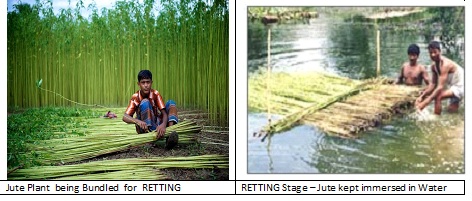 Indian Jute: Jute - Jute Cultivation and Fibre Extraction process