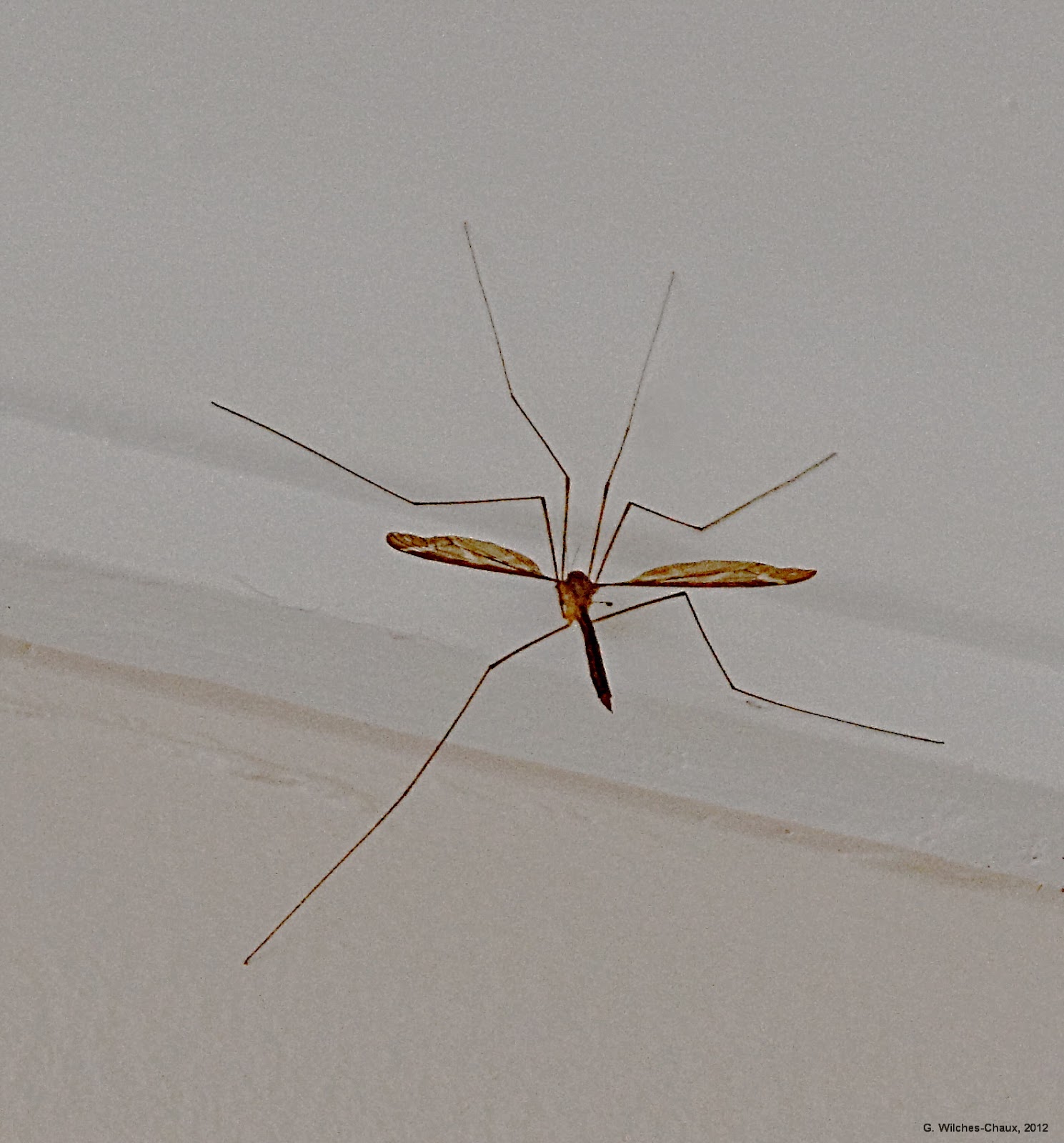 TEOFANÍAS: sábado, junio 09, 2012