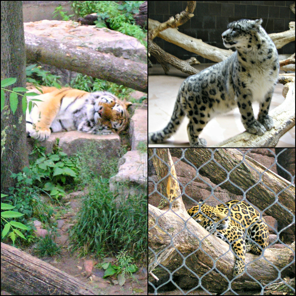 xoxo, xenophile: Omaha's Henry Doorly Zoo - A Photostory
