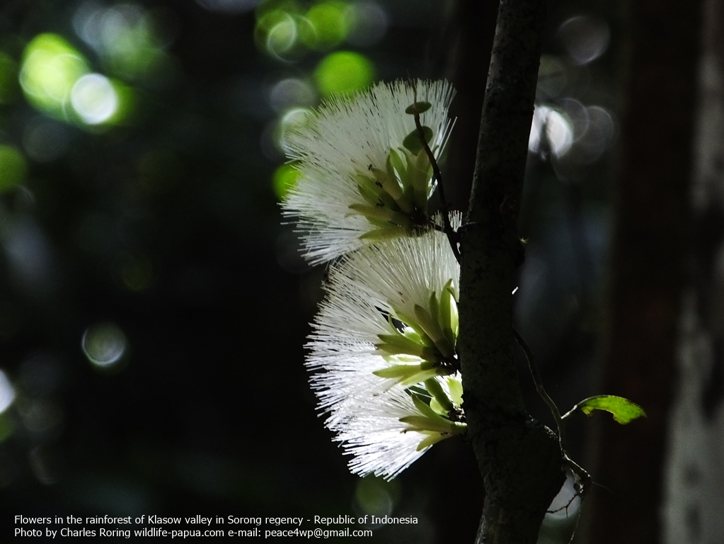 Birding and Wildlife Watching: Tropical rainforest flowers