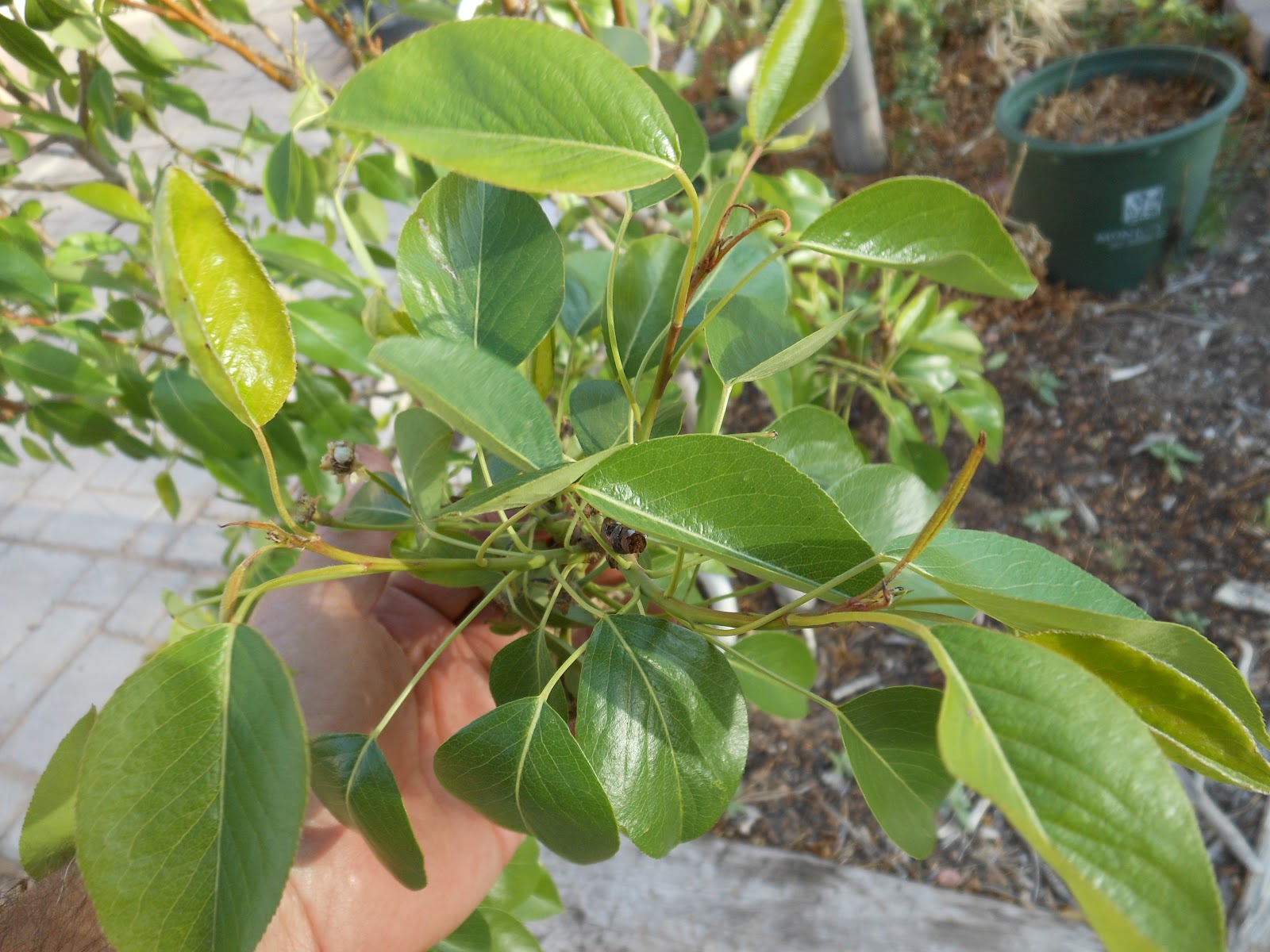 Early Spring Hard Freeze Damage