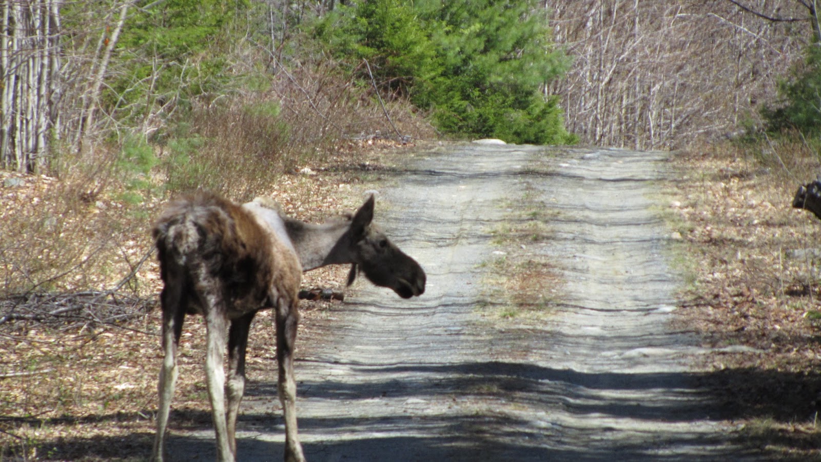 Tomcat's Outdoor Adventures: Moose Mayhem on Mountain Bike Ride and ...