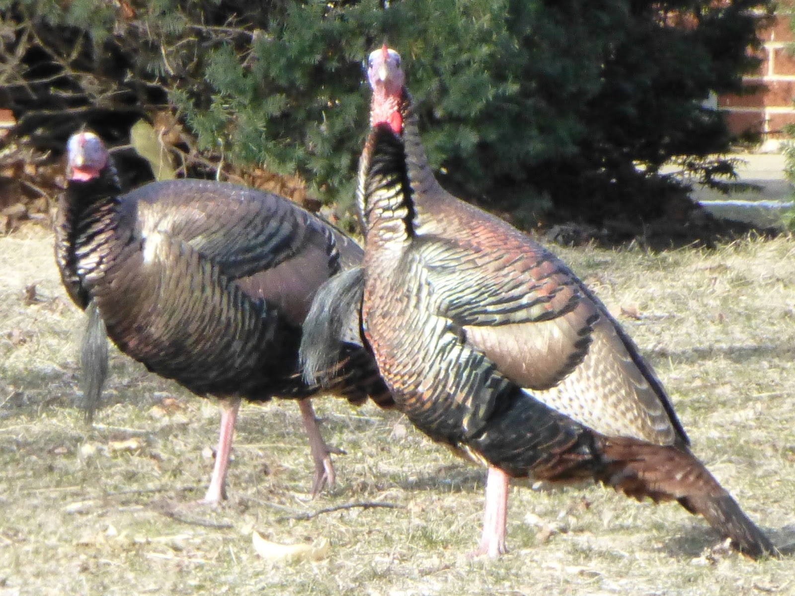 Feathers Fur and Flowers: Wild Turkey