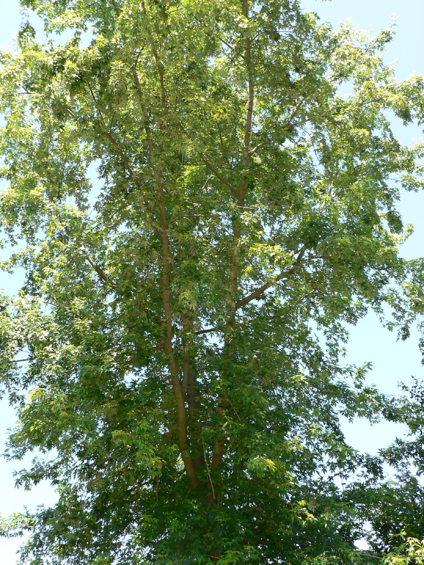 Á R B O L E S (T R E E S) y P A L M E R A S (P A L M S): Acer ...