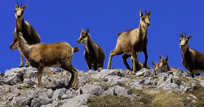 La cocina y ¿los animales..?: El rebeco, receta incluida.