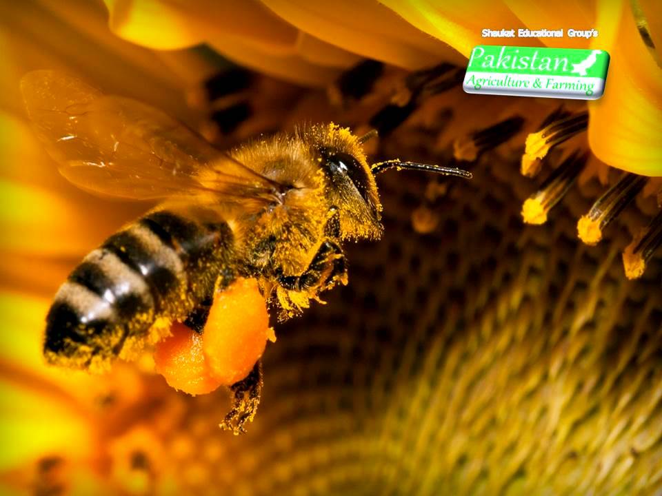 Introduction to Entomology and Importance of Insects