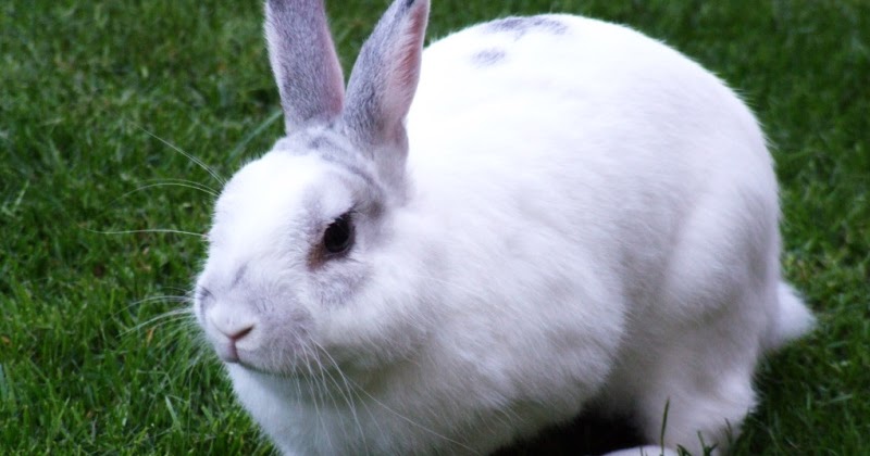 World Tourism: Rabbit