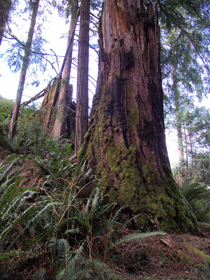 Vancouver Island Big Trees: Super-Sized Douglas-fir Snags Important ...