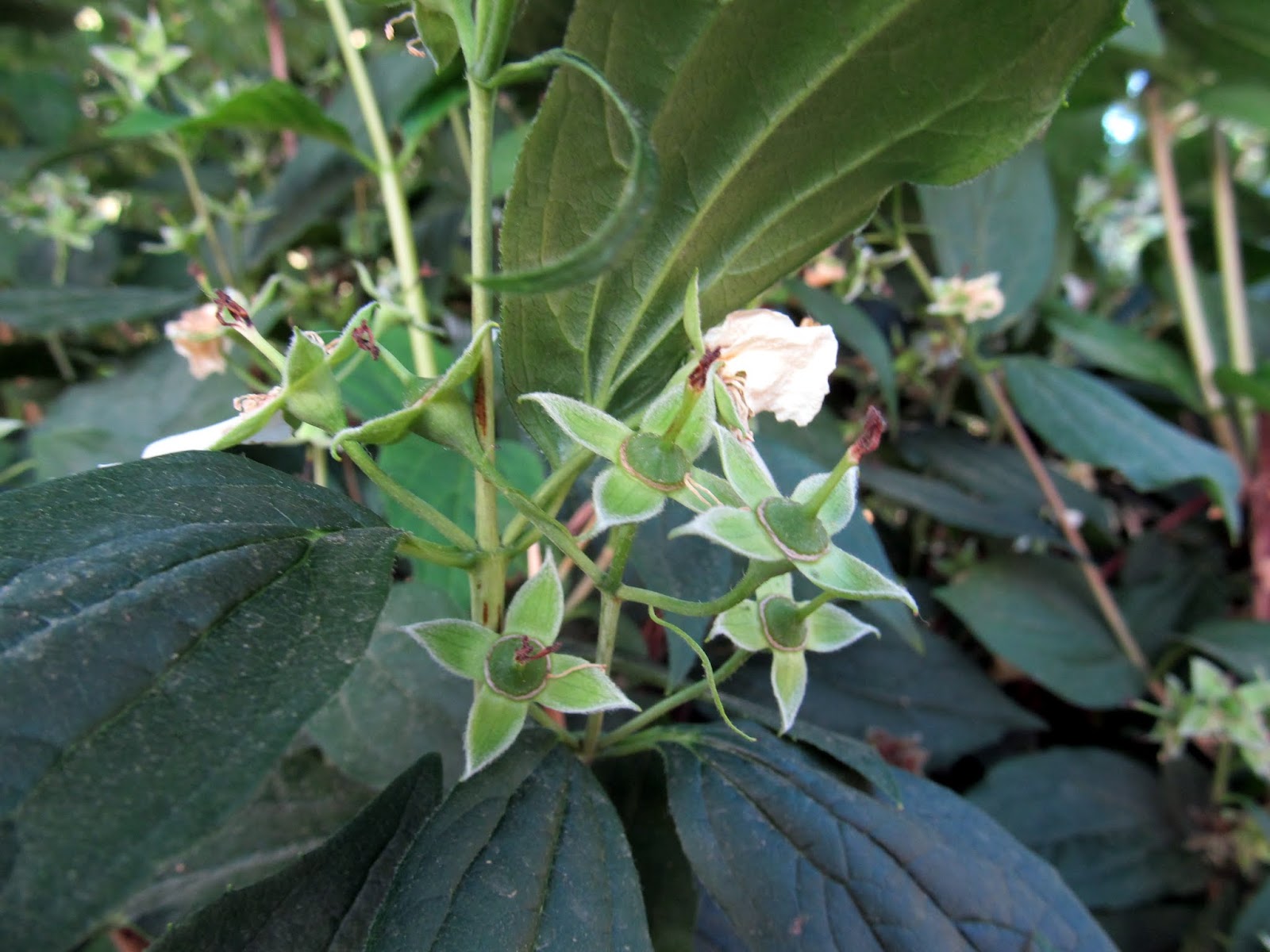 Cittaslow Botanik Park: FİLBAHRİ ÇİÇEĞİ ( Yalancı Yasemin )