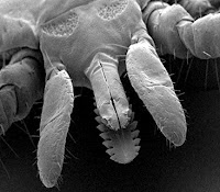 Parasitophilia: The Clock Keeps Tickin’…Maybe I Will Too