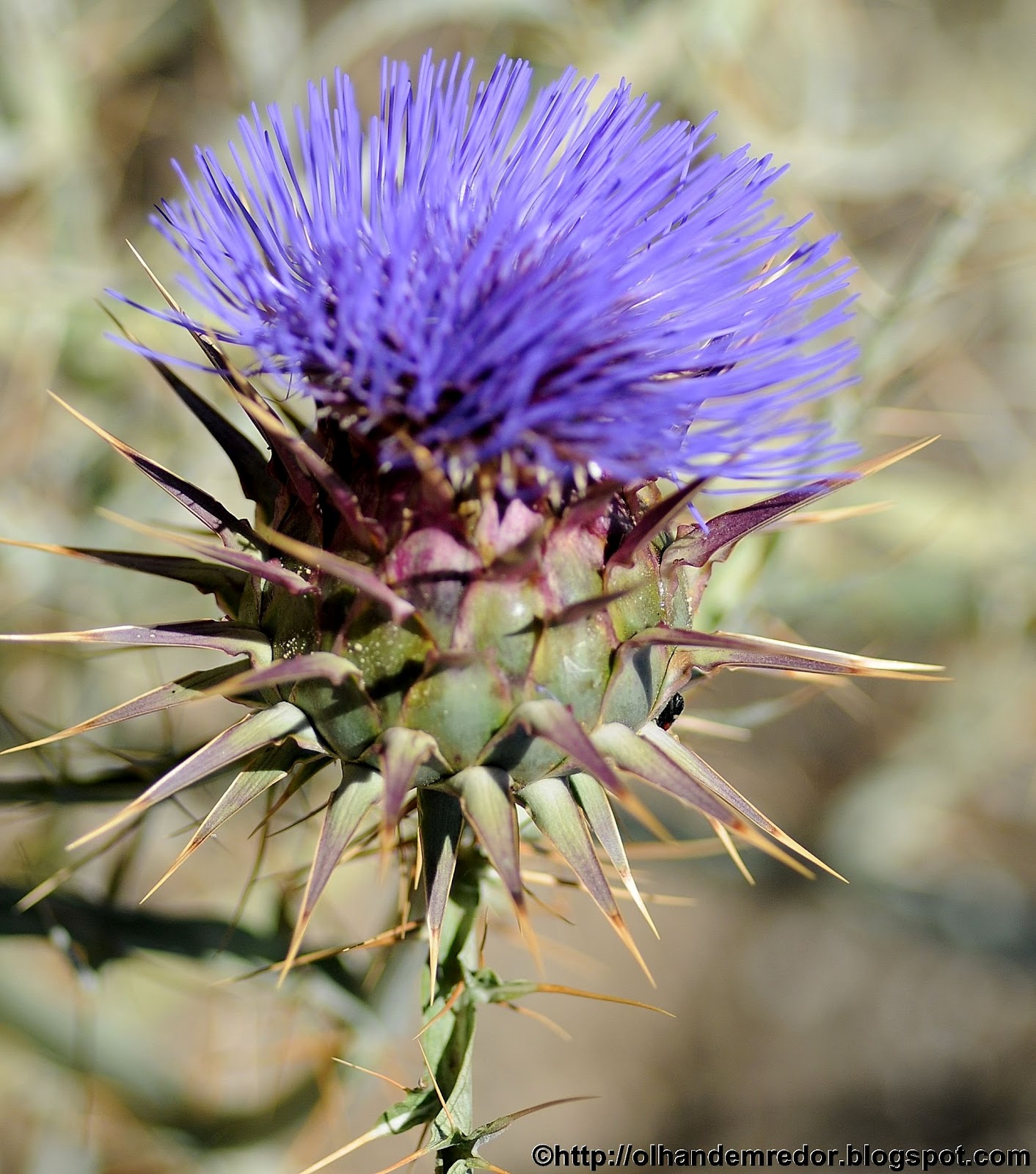 olhandemredor: Cardo