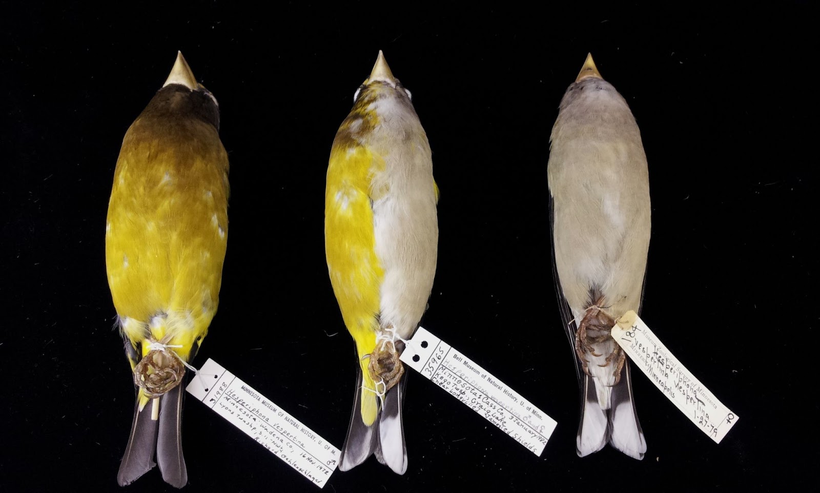 Laura's Birding Blog: Abnormal Plumage, Part I: Bilateral Gynandromorphs