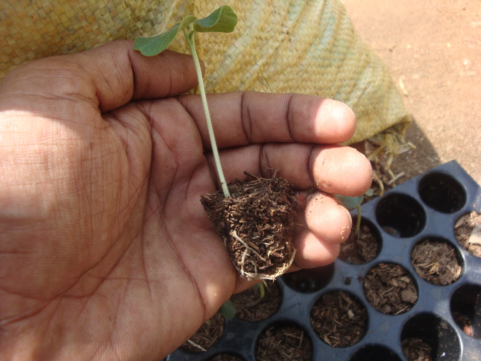 Organic micro farm and vegetable terrace garden : Lady's Finger/Okra ...