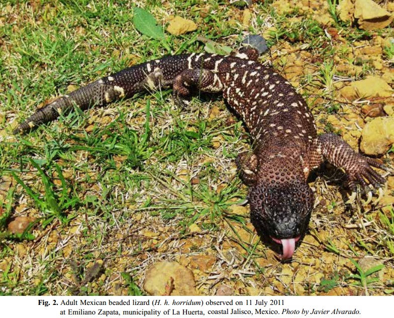 Species New to Science: [Herpetology • 2013] Taxonomic Reassessment and ...