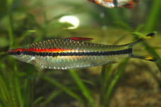 Amazing Fish: Dither Fish