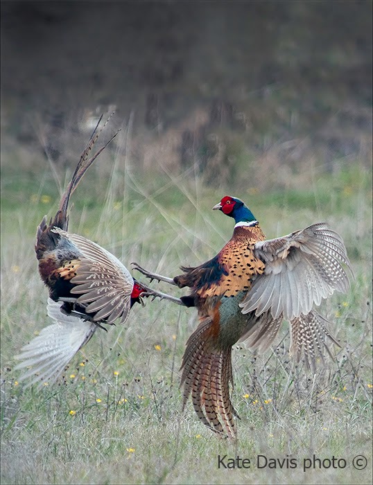 Raptor Blog: November 2013