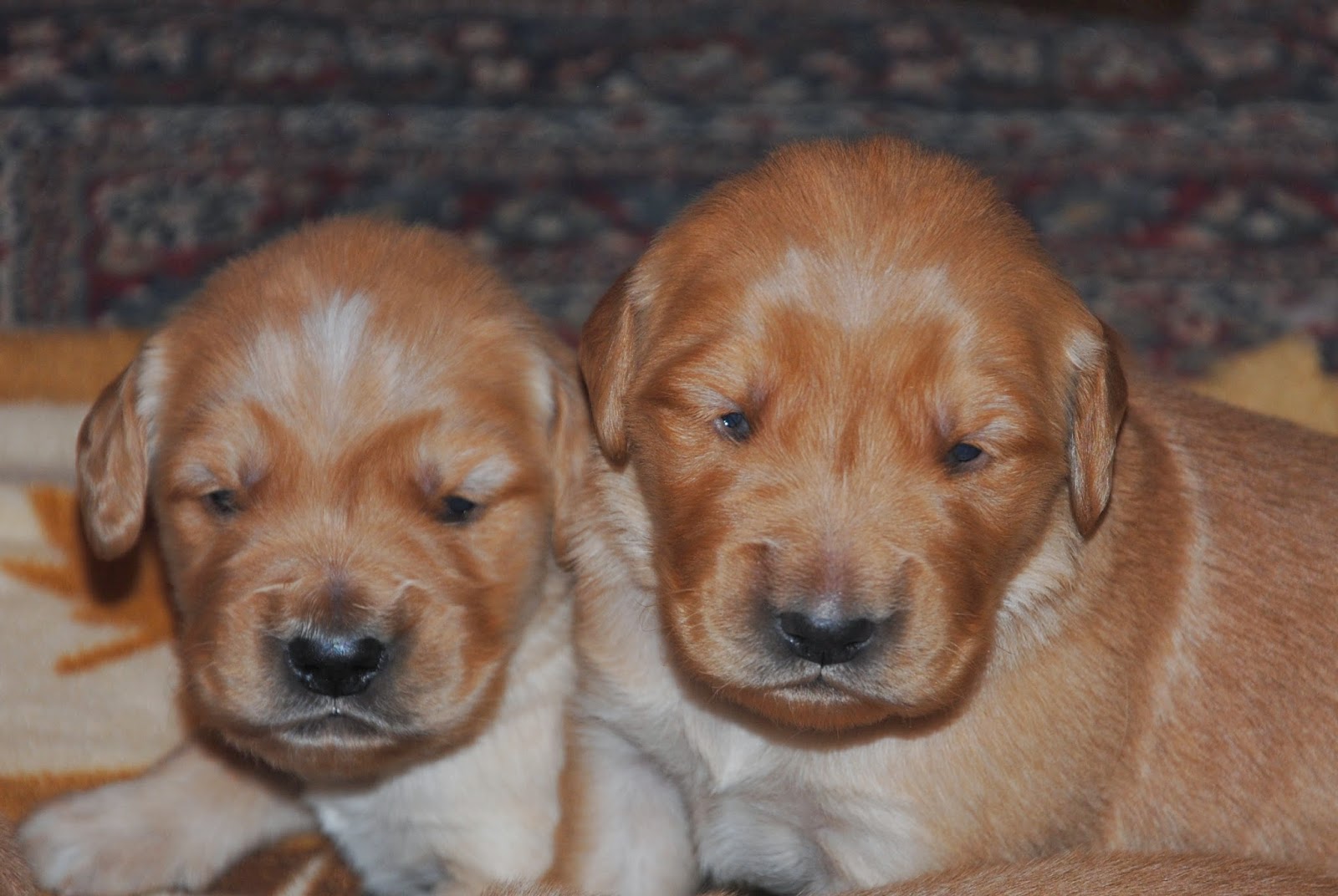 2 weeks old today - Tidewater Golden Retrievers