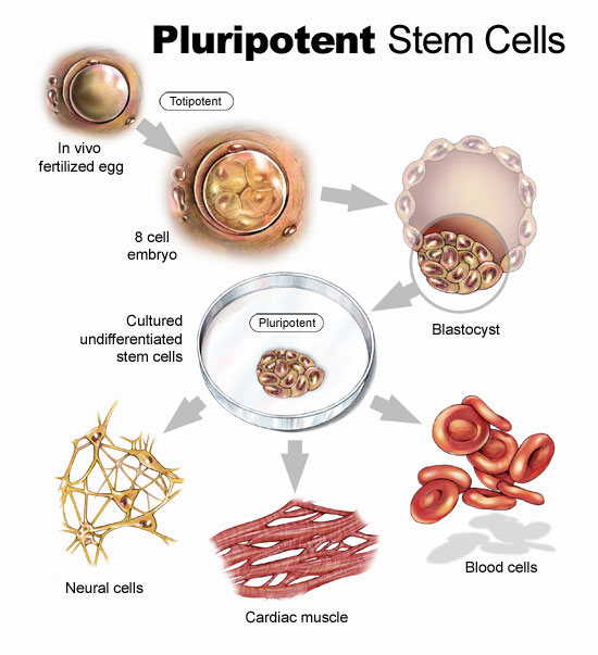 สเต็มเซลล์: Stem Cell กับ ความงาม