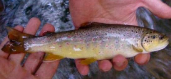 Los Tres Pescadores: Trucha común
