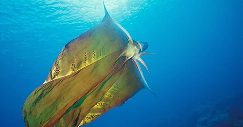 The Dive Shack Tides: Creature Feature: Blanket Octopus