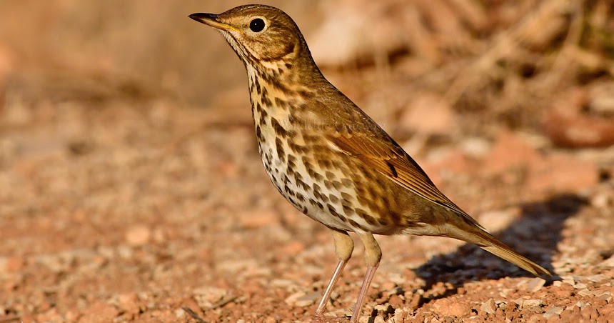 WILDLIFE GATEWAY: Grive musicienne