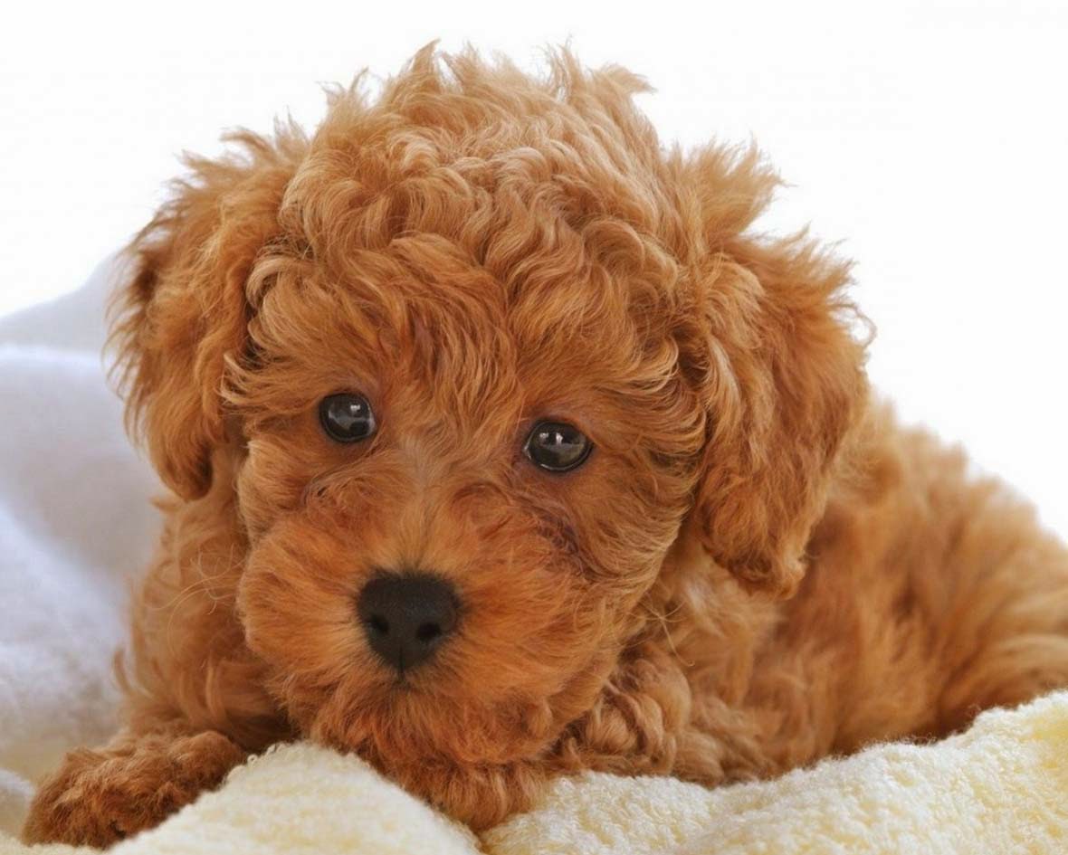 Poodle Dog ~ Explore Amazing World