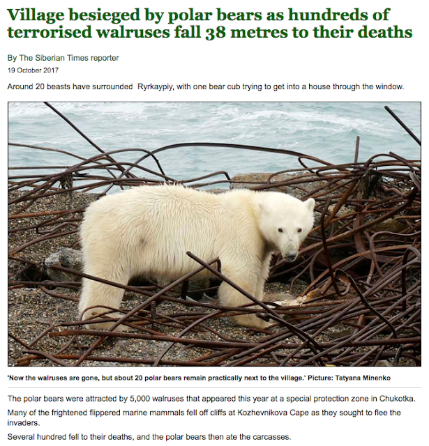 Seemorerocks: What about those walruses that fell off an ice-free cliff ...