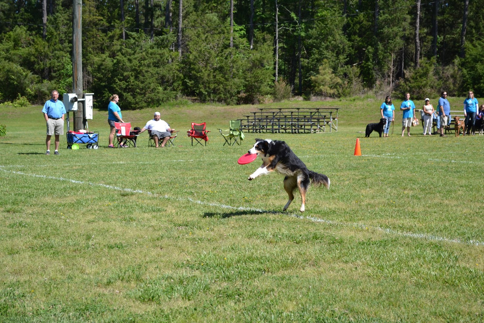 Canine Field Day 2018