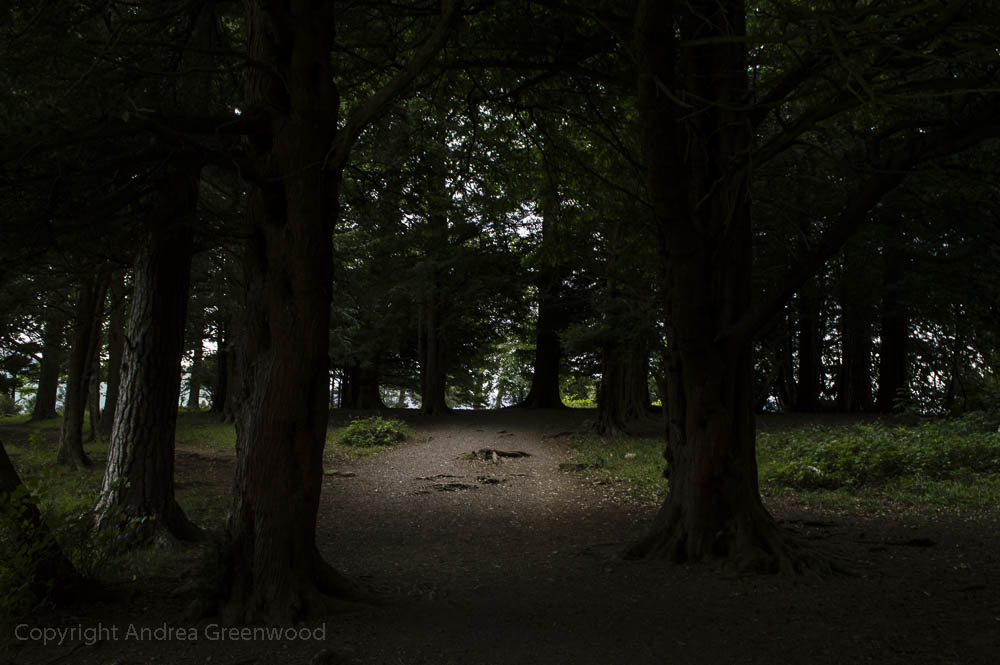 The best of my landscape, macro and animal photography: Path between ...