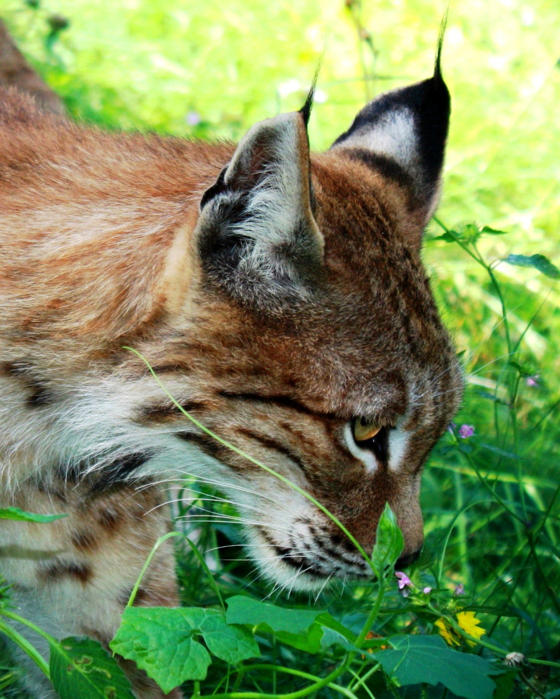 el món d´inuk: el linx