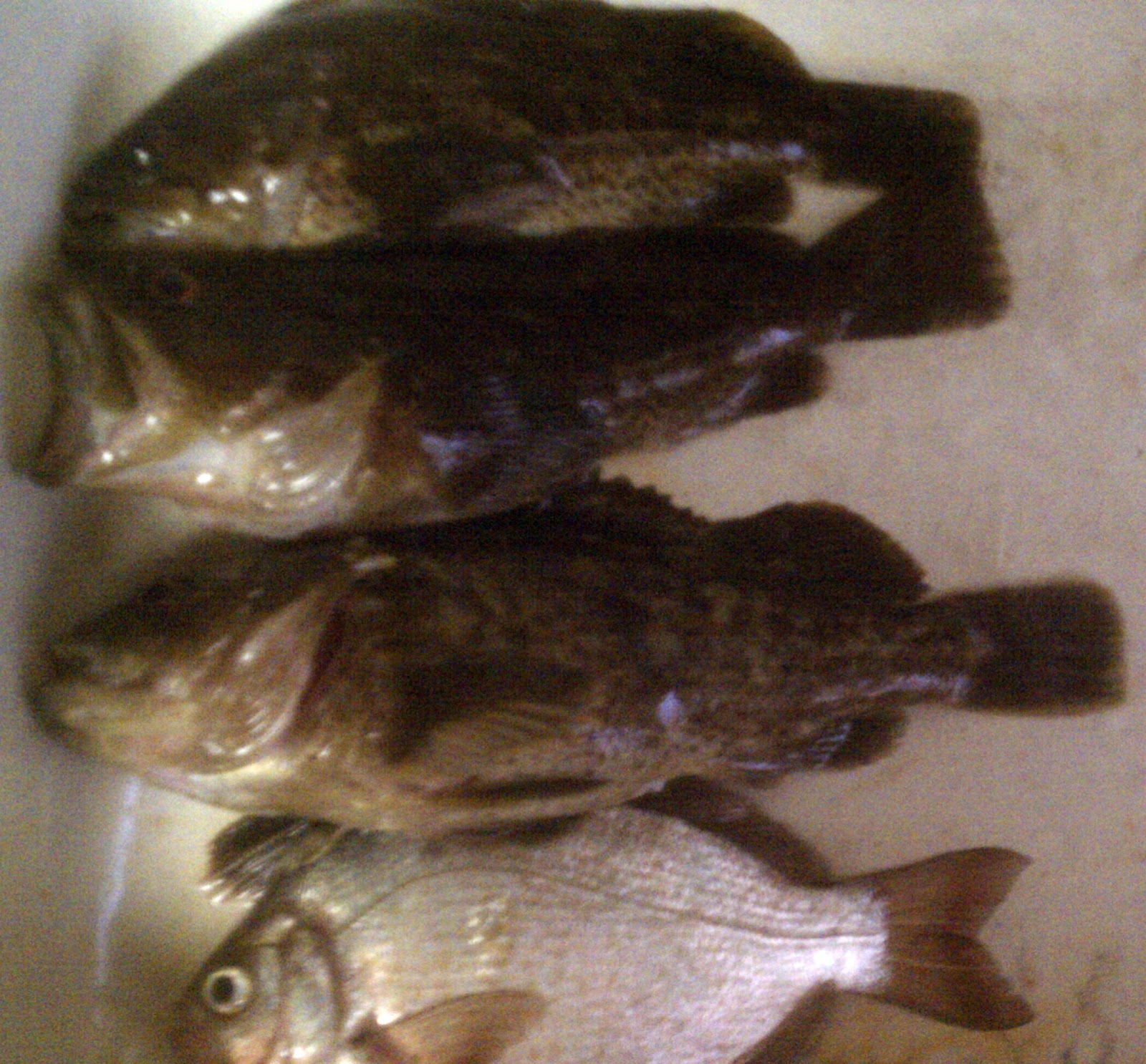 Burger's Fishing Log: Surf Fishing Malibu 10-27-2012