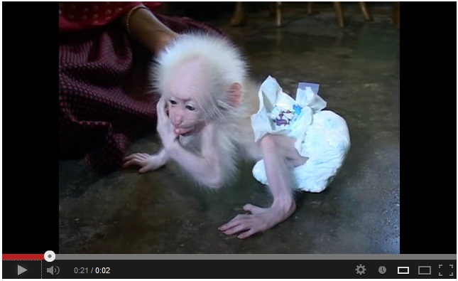 Awesome Animals blog: Baby Monkey with human mother