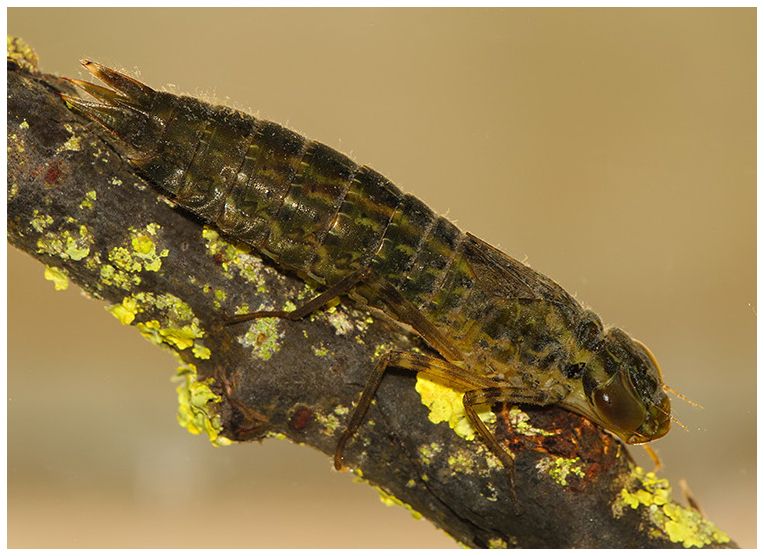 Kent Dragonflies: Emperor Dragonfly Nymph (Anax imperator)