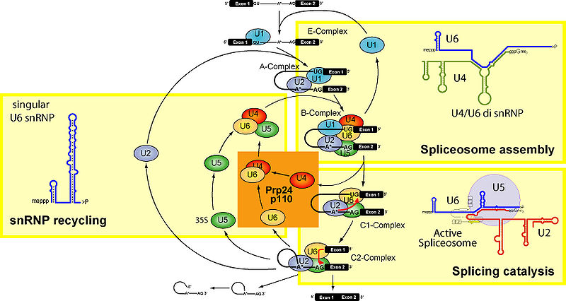 BIOLOGO (plebe chacaloso).: FORMAS DE SPLICING