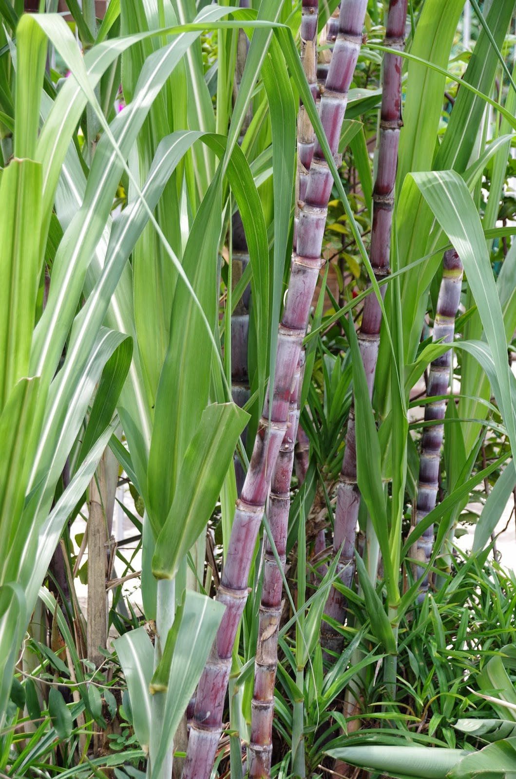 Trees and Plants: Sugar Cane