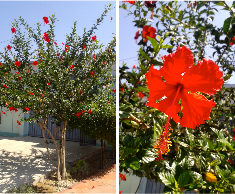 Flavors of Oaxaca: Oaxacan flowers