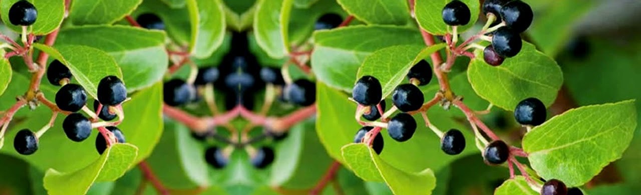 About Maqui Benefits