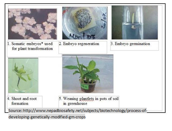 Pharming - Issues in Biotechnology: Science of Pharming