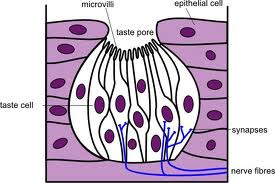 Biology - Block D: Taste Buds