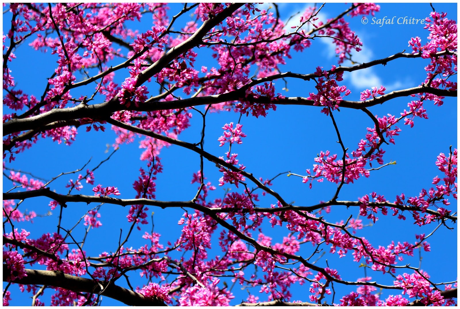 SafalArts : Spring : Season of New Beginings