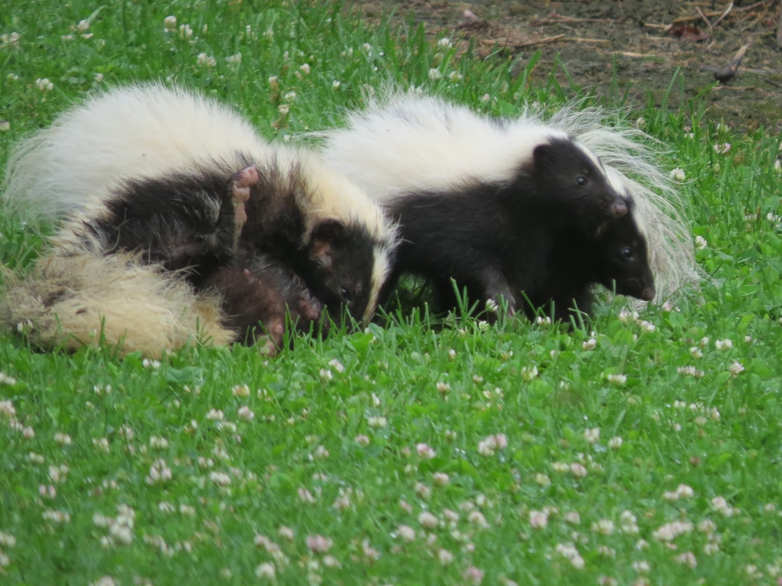 Blue Jay Barrens: Skunk Family