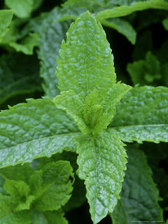 HIERBABUENA ~ EL GRAN CHAMAN