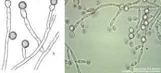 Micosis Humana: Estructura